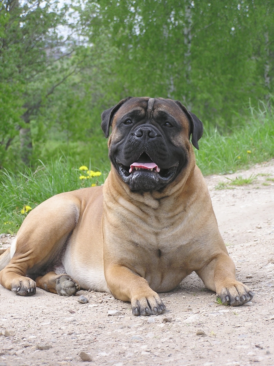 Race chien mastiff anglais : doux, géant et loyal