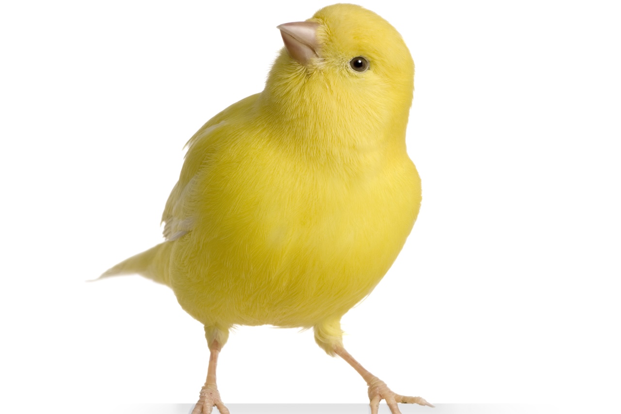 Canari domestique : joyeux, mélodieux et facile à élever