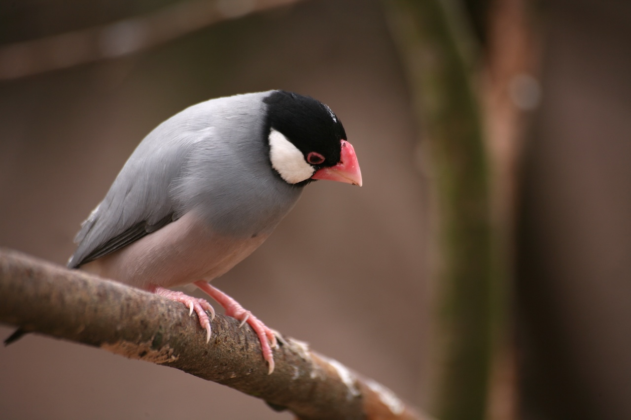 Padda de Java : élégant, sociable et facile à élever