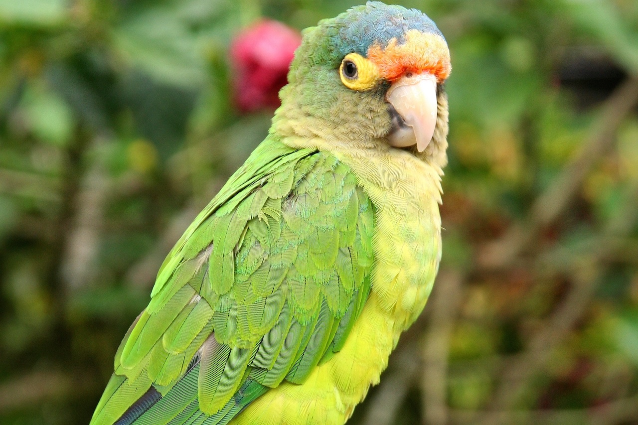 Conure pyrrhura : discrète, vive et très sociable