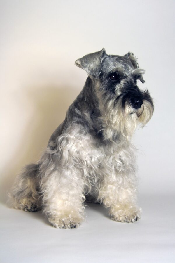 Race chien schnauzer : alerte, protecteur et fidèle