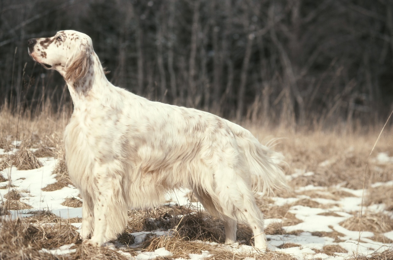Race chien setter anglais : doux, élégant et sportif