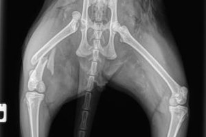 Fractures in Pets: Diagnosis and Treatment Options