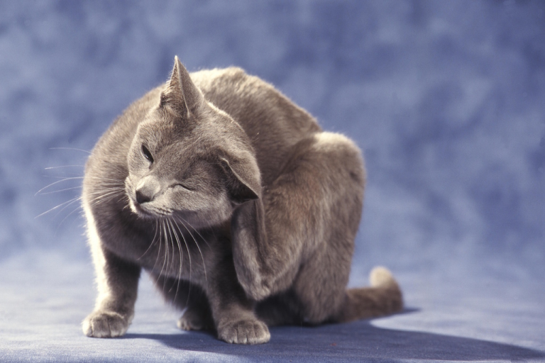 Lice Infestation in Pets: Symptoms and Effective Treatments