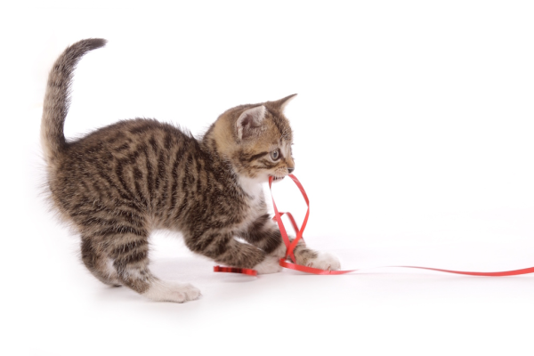 Exploratory laparotomy in cats: Procedure, Risks, and Recovery