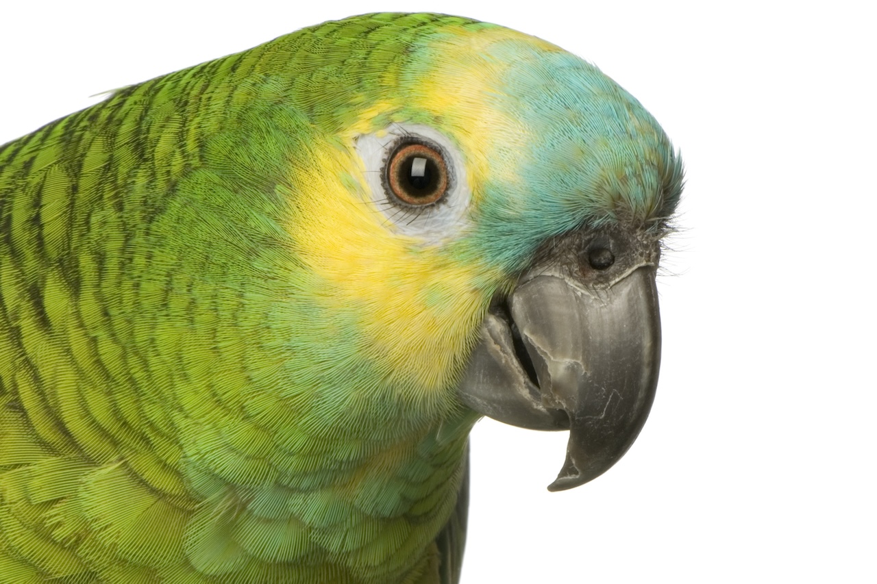 Oiseau amazone front bleu : coloré, intelligent et espiègl