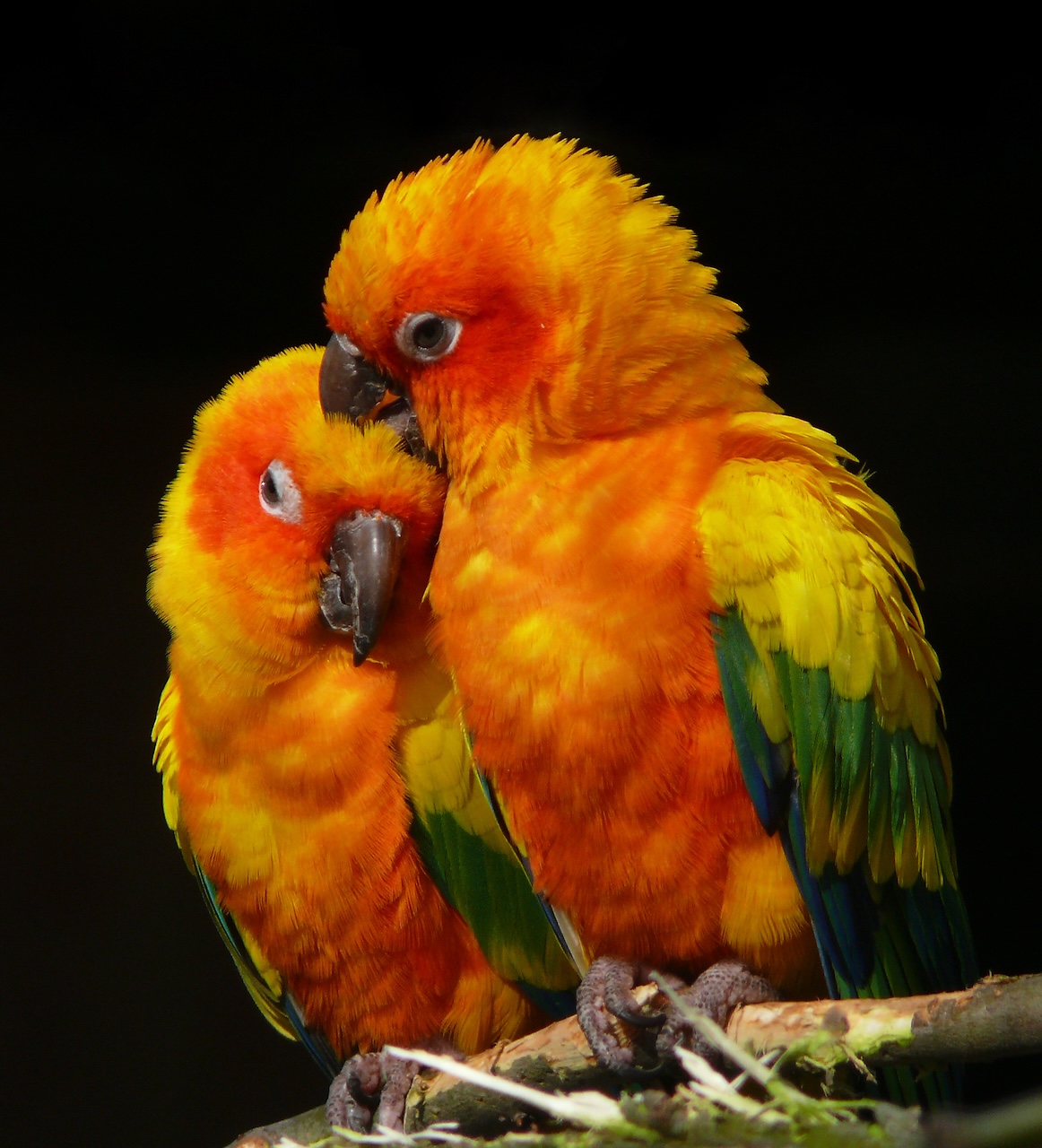 Conure aratinga : vive, colorée et attachante